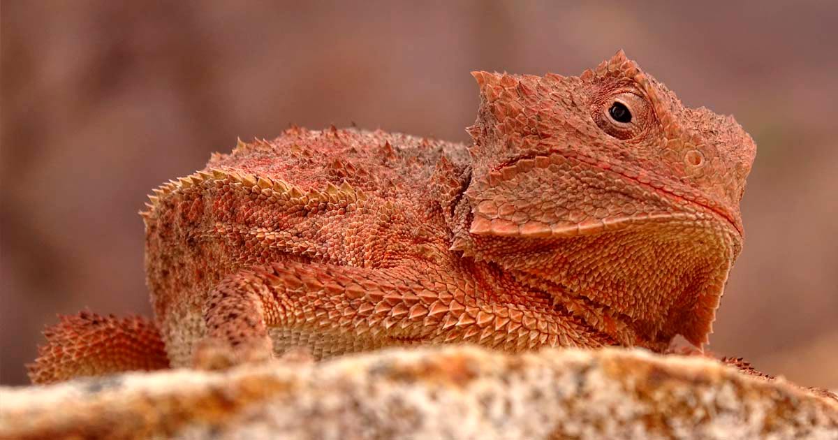 The Case of the Lost Lizard / Vincent D. Roth / HERP.MX