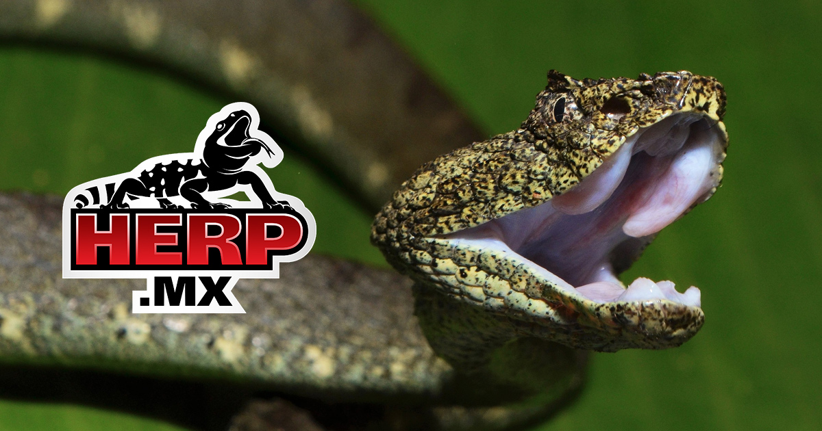 Green Horned Pit Viper